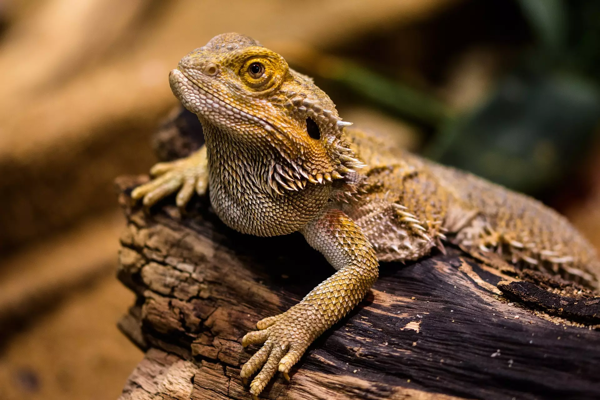 Pizza-Fueled Lizard bu Igbasilẹ àìrígbẹyà, RIP