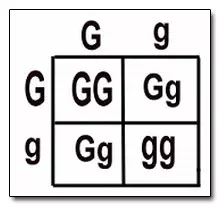 G g G GG Gg g Gg gg