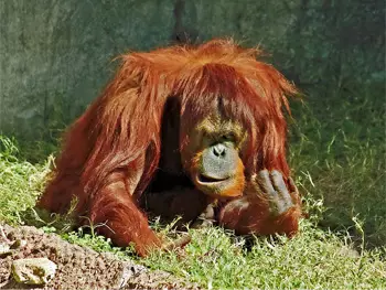 Uhyggelig fakta: Orangutanger kan bruge 'Hitmen'