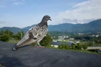 Sıcak Bir Saniye İçin, Belçika Postaları Teslim Etmek İçin Kedilere Güvendi 9641_1