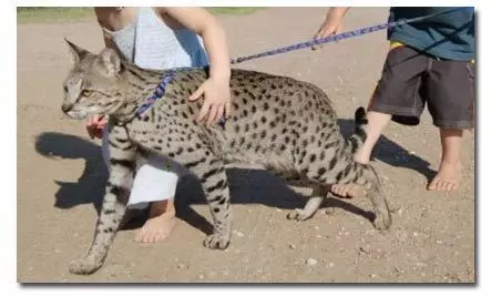 As 5 mascotas máis xeniais que a humanidade criou na existencia: Clásico